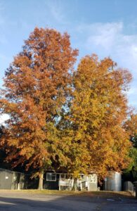 Fall Colors in Julian CA